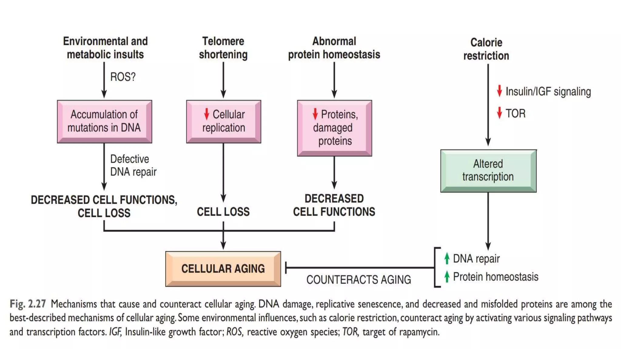 3. cellular adaptations to stress | PPTX