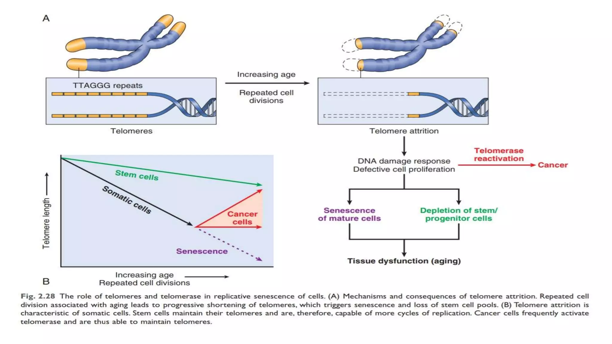 3. cellular adaptations to stress | PPTX