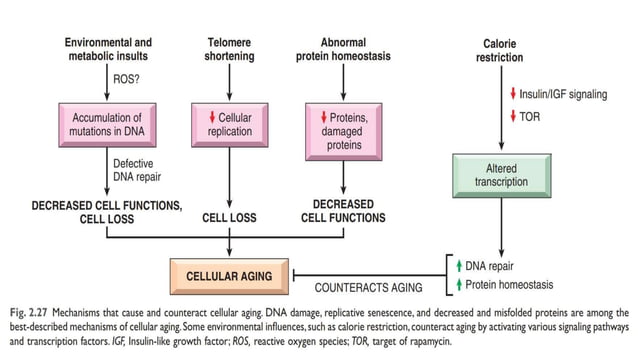 3. cellular adaptations to stress | PPTX | Endocrine and Metabolic ...