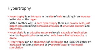 3. cellular adaptations to stress | PPTX
