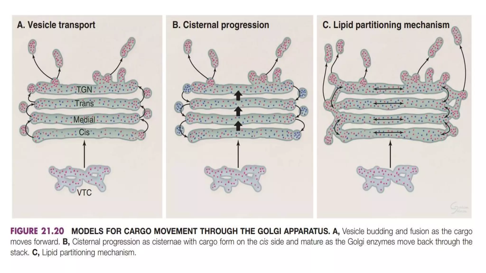 3. cellular organelles and membrane trafficking | PPTX