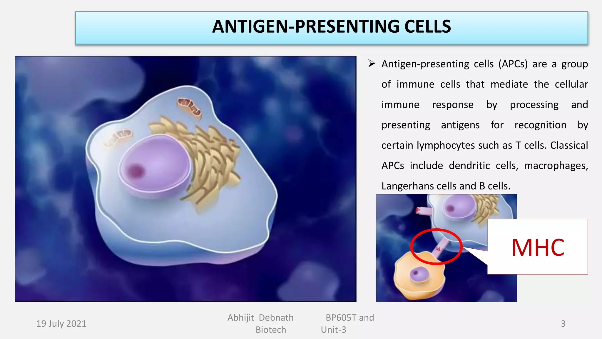 Structure and Function of MHC | PPTX