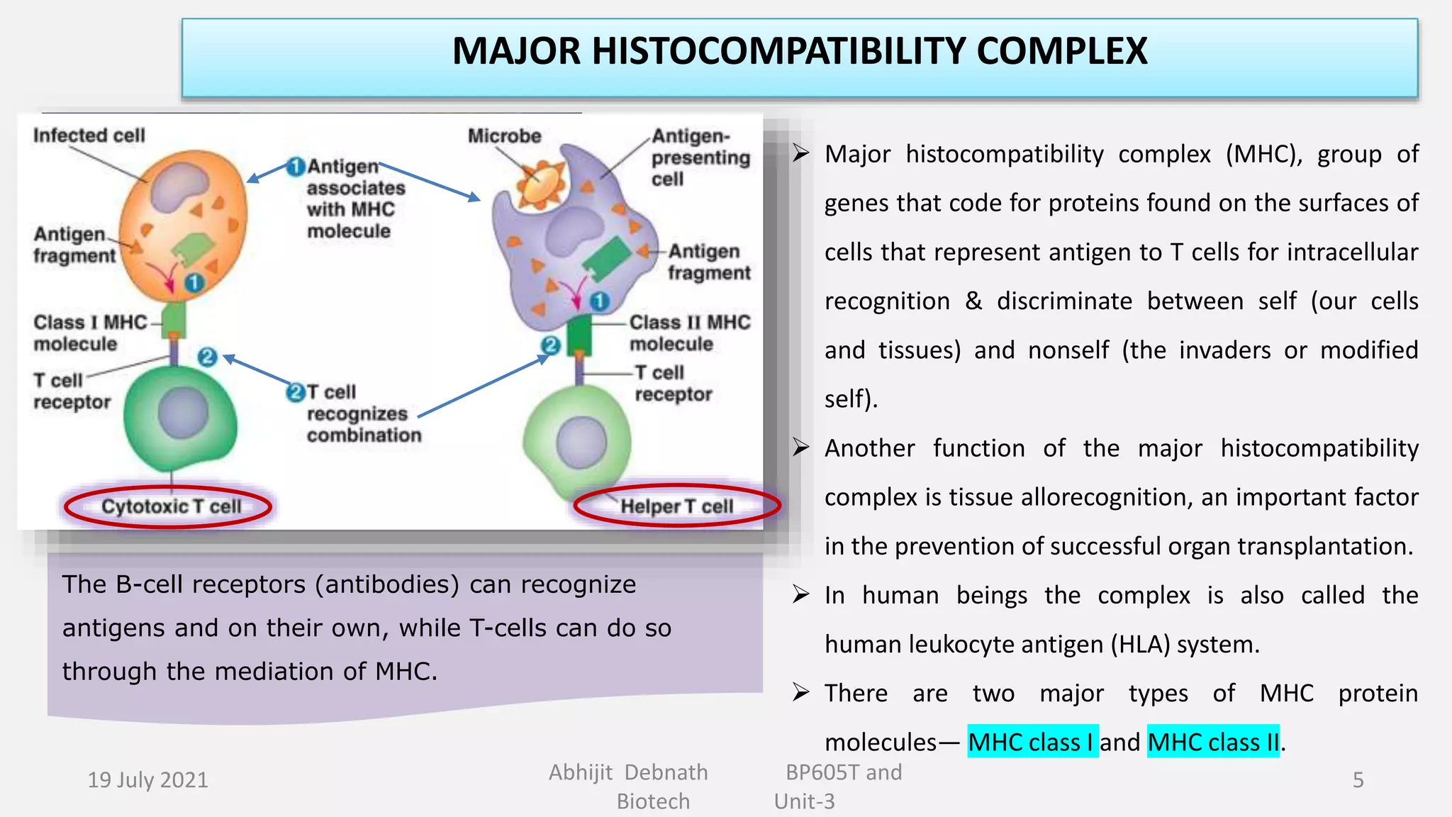 Structure and Function of MHC | PPTX