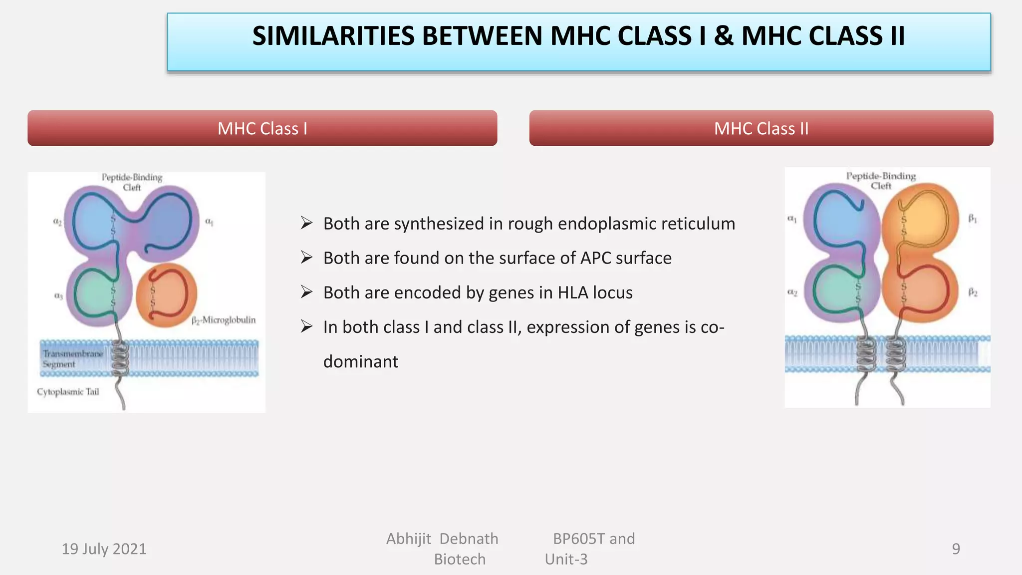 Structure and Function of MHC | PPTX