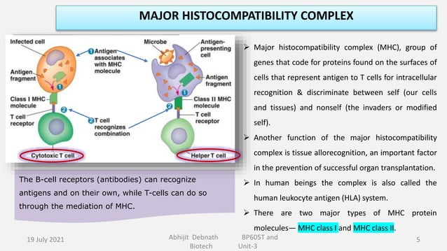 Structure and Function of MHC | PPTX