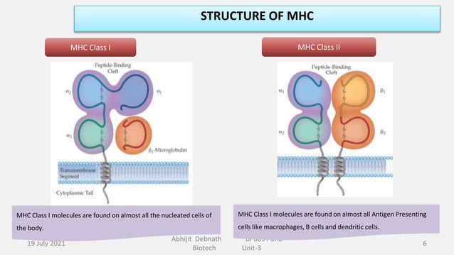 Structure and Function of MHC | PPTX
