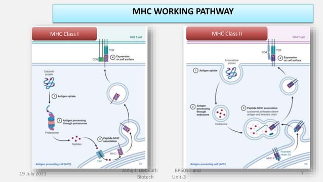 Structure and Function of MHC | PPTX