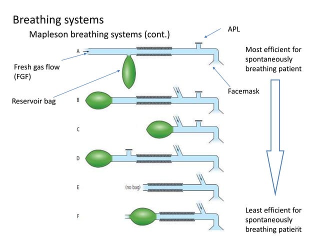 3. breathing system bsc | PPTX