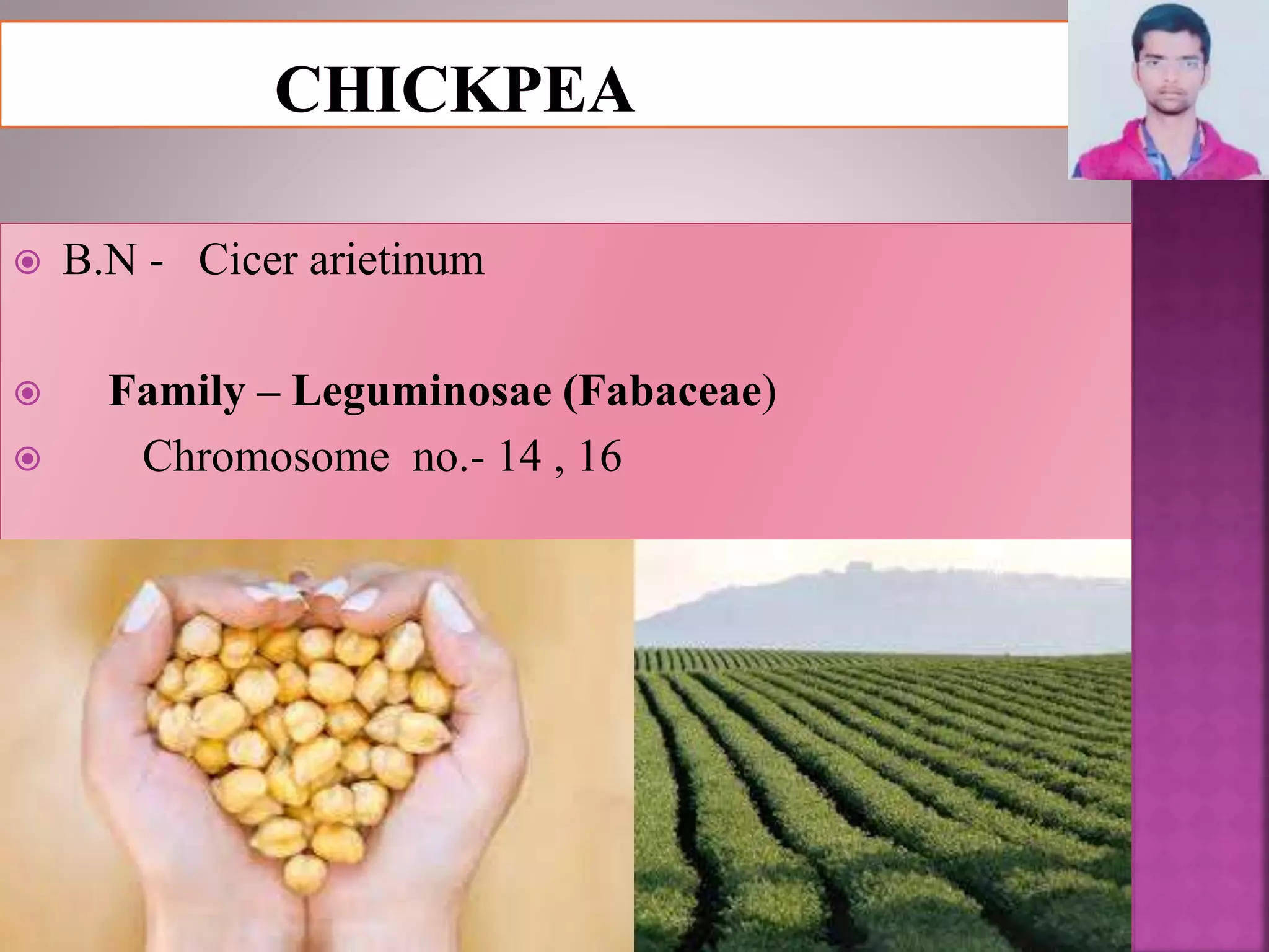 3. chickpea ppt 1 | PPTX