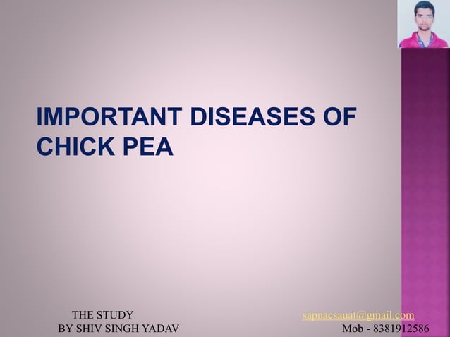 3. chickpea ppt 1 | PPTX | Agriculture | Industries