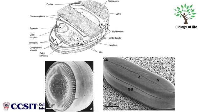 Diatoms, Dinoflagellates, Lichen | PDF | Biological Sciences | Science