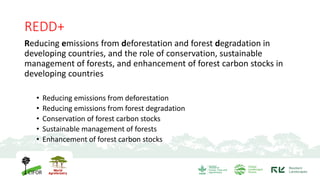 REDD+ and its implementation in Indonesia | PDF