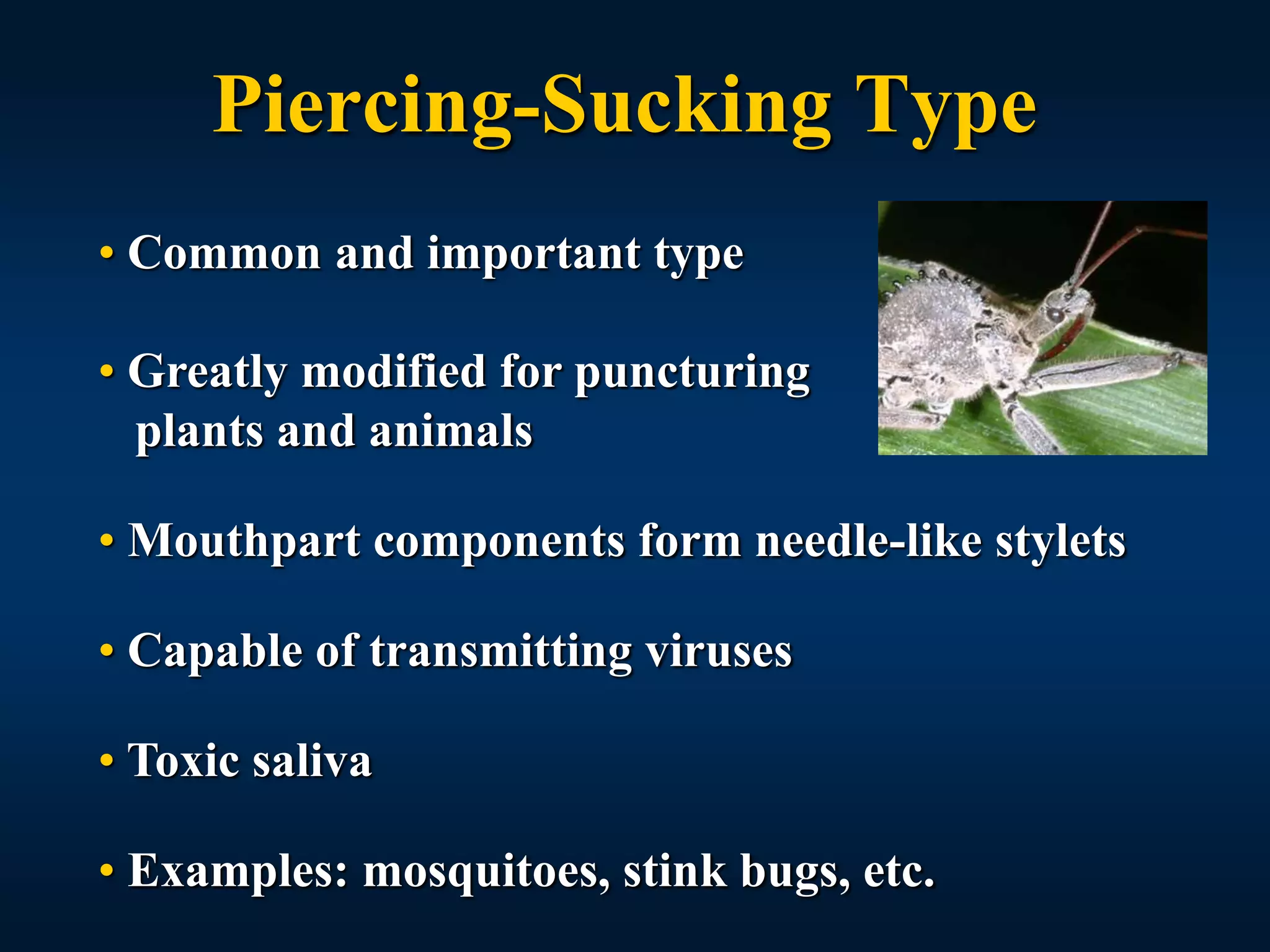 Insect structure | PPT