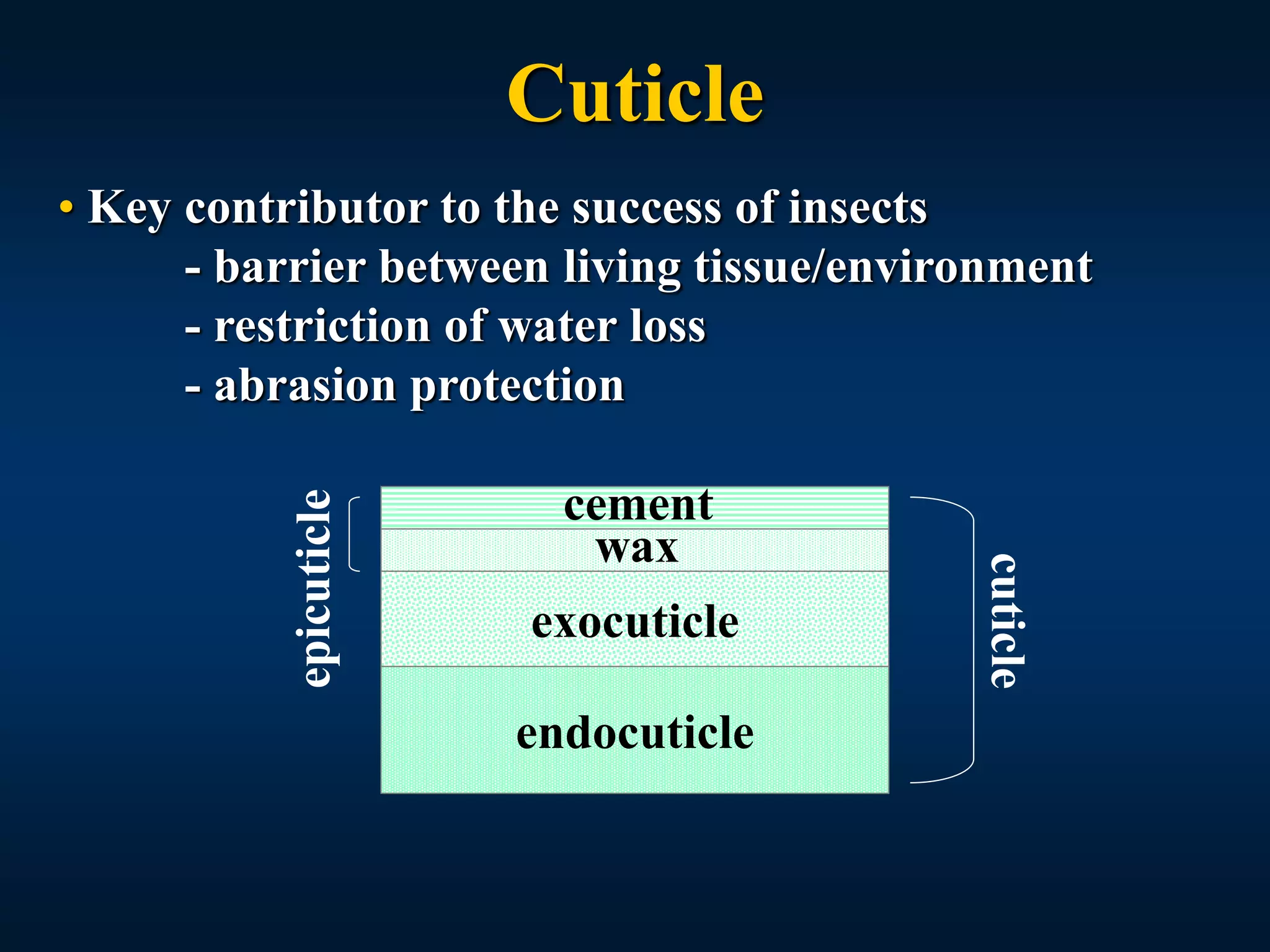 Insect structure | PPT