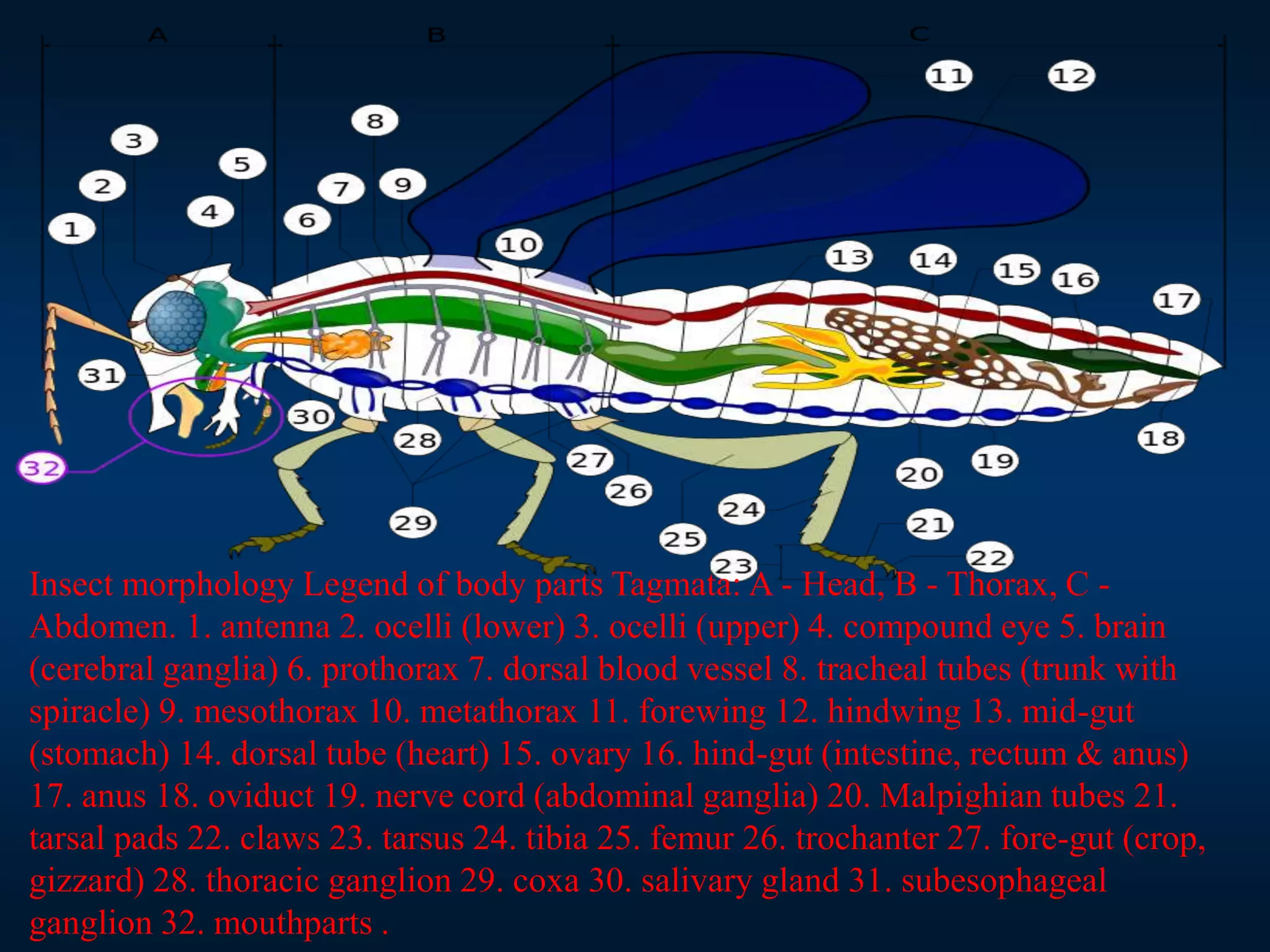 Insect structure | PPT