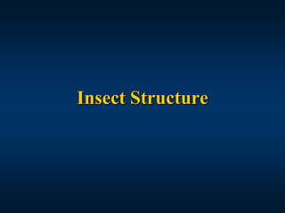 Insect structure | PPT