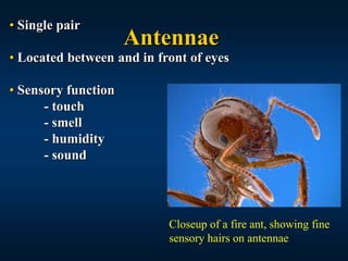 Insect structure | PPT