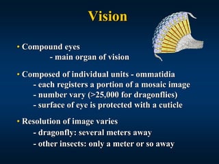 Insect structure | PPT