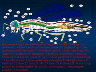 Insect structure | PPT