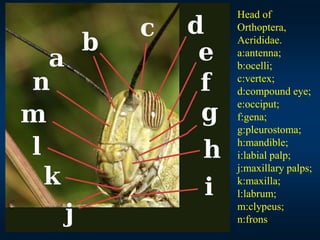 Insect structure | PPT