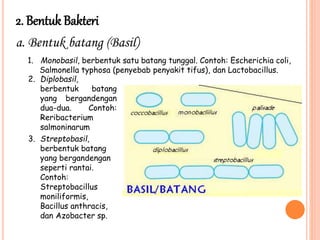 3. bakteri | PPT