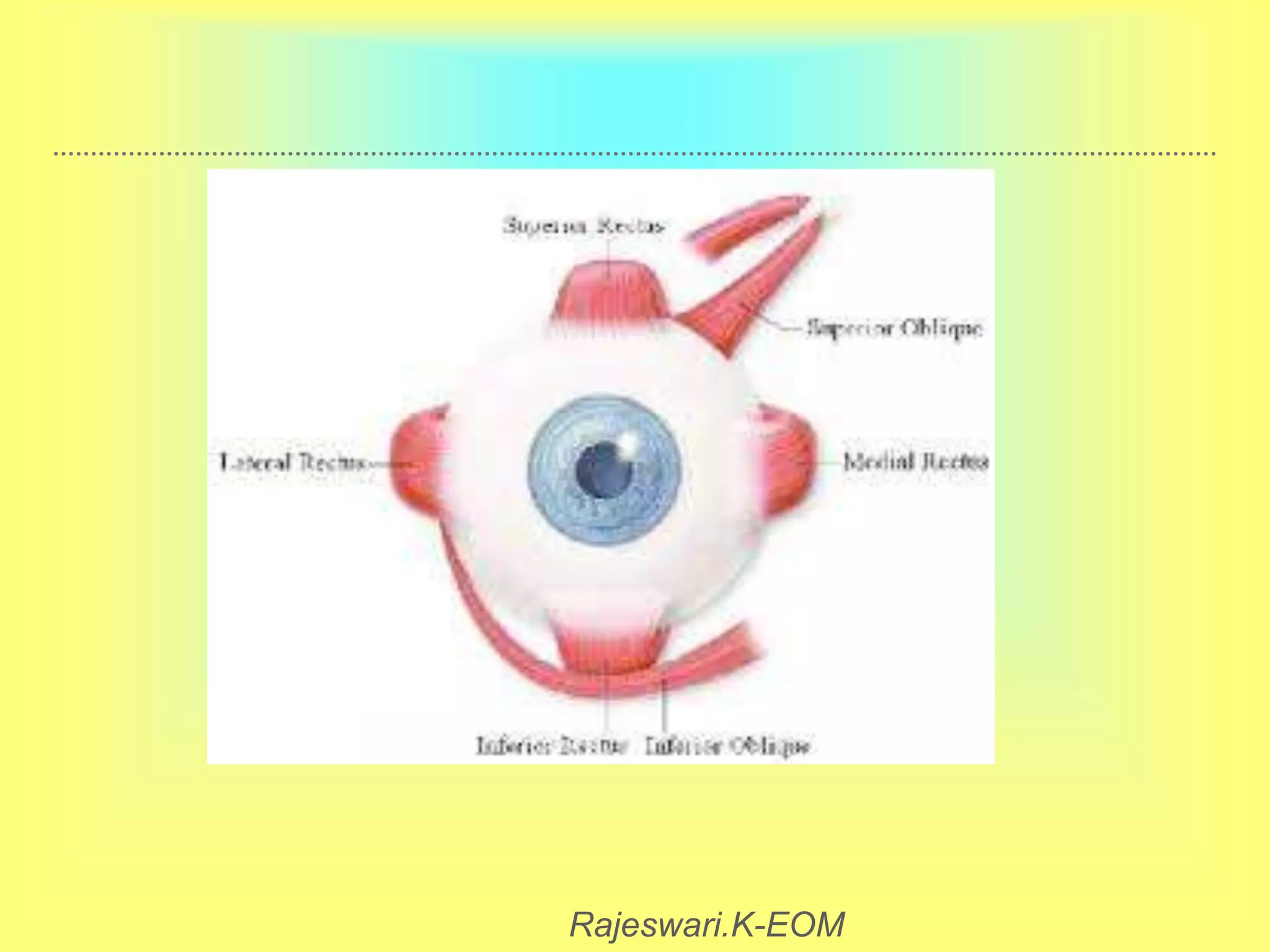 EXTRA OCULAR MUSCLES OF EYE | PPT