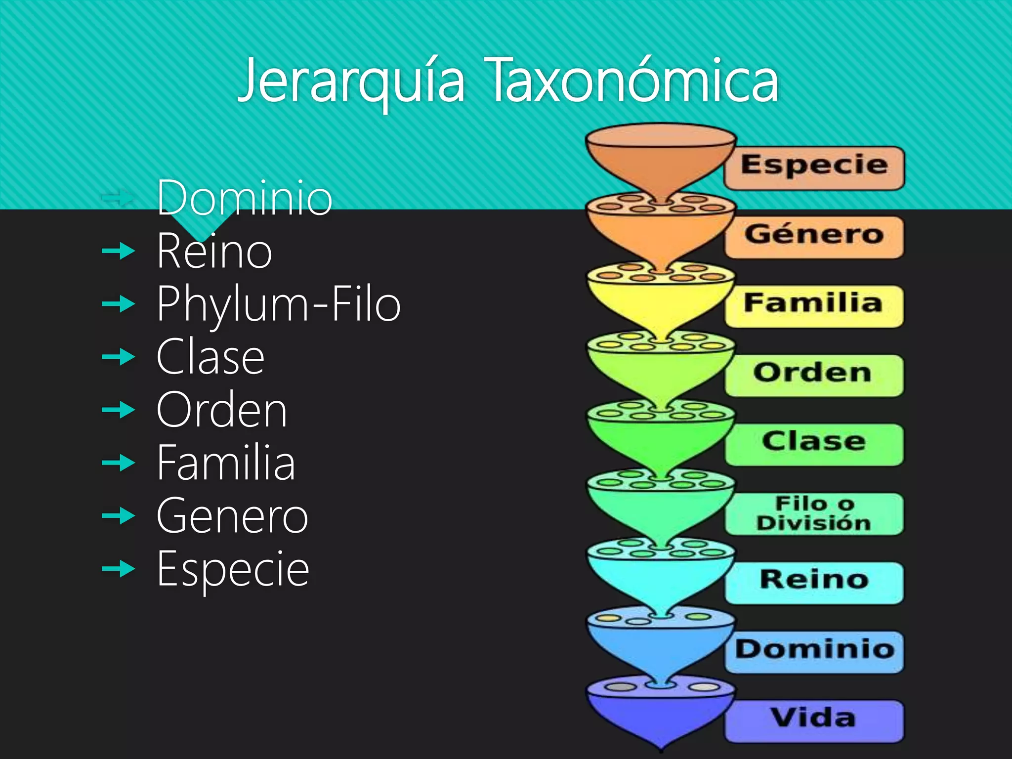 Taxonomia de las especies | PPT