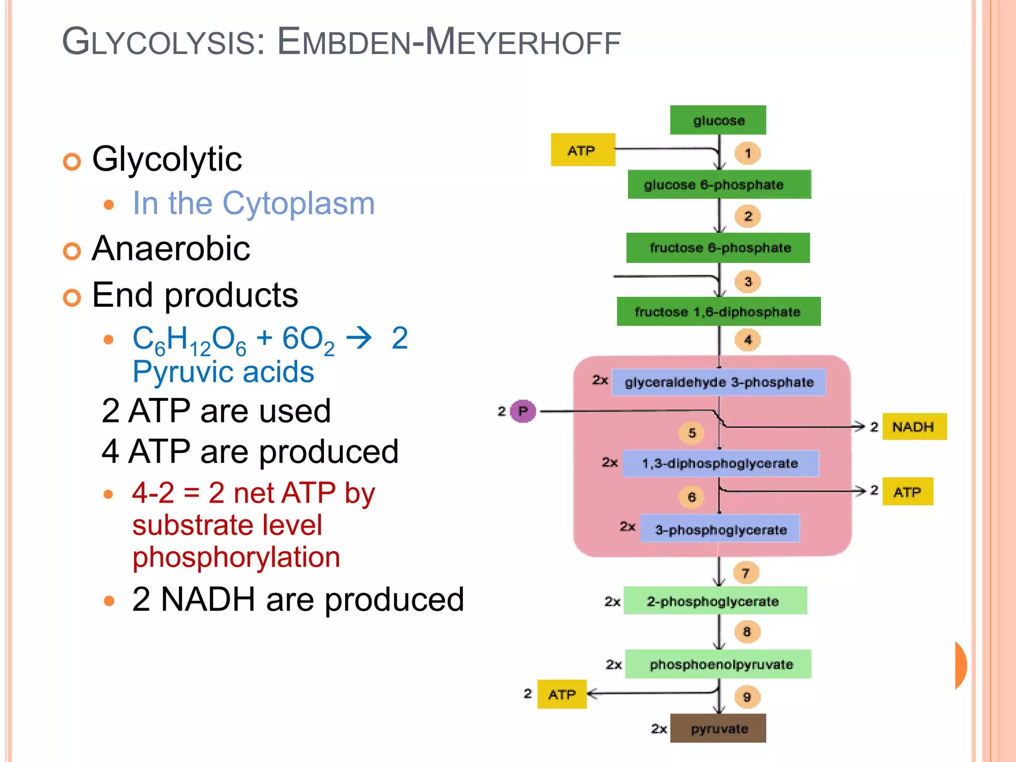 physiology of microorganisms | PPTX
