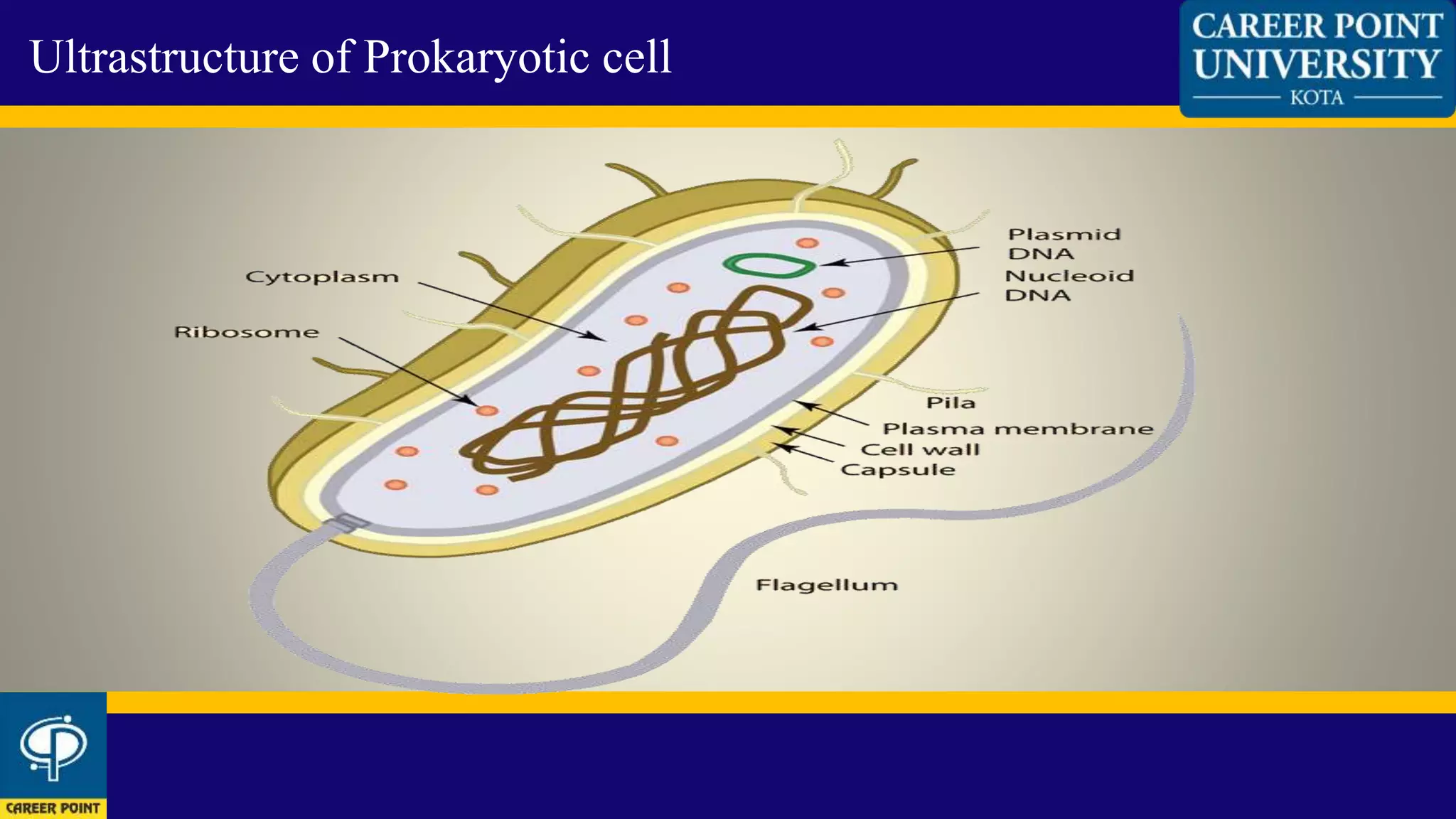 3. ultrastructure of prokaryotes | PPTX