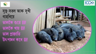 Pig biosecurity in routine work and new animal (Assamese) | PDF