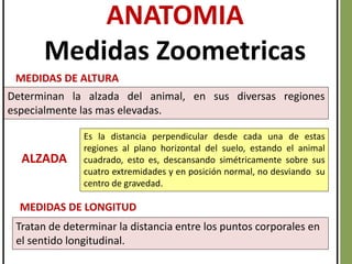 Medidas zoometrías | PPTX