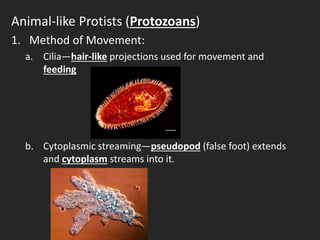 Kingdom Protista by BNP | PPT