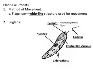 Fungus Like Protists Diagram