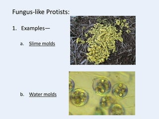 Fungus Like Protists Examples