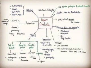 Kingdom Protista Concept Map