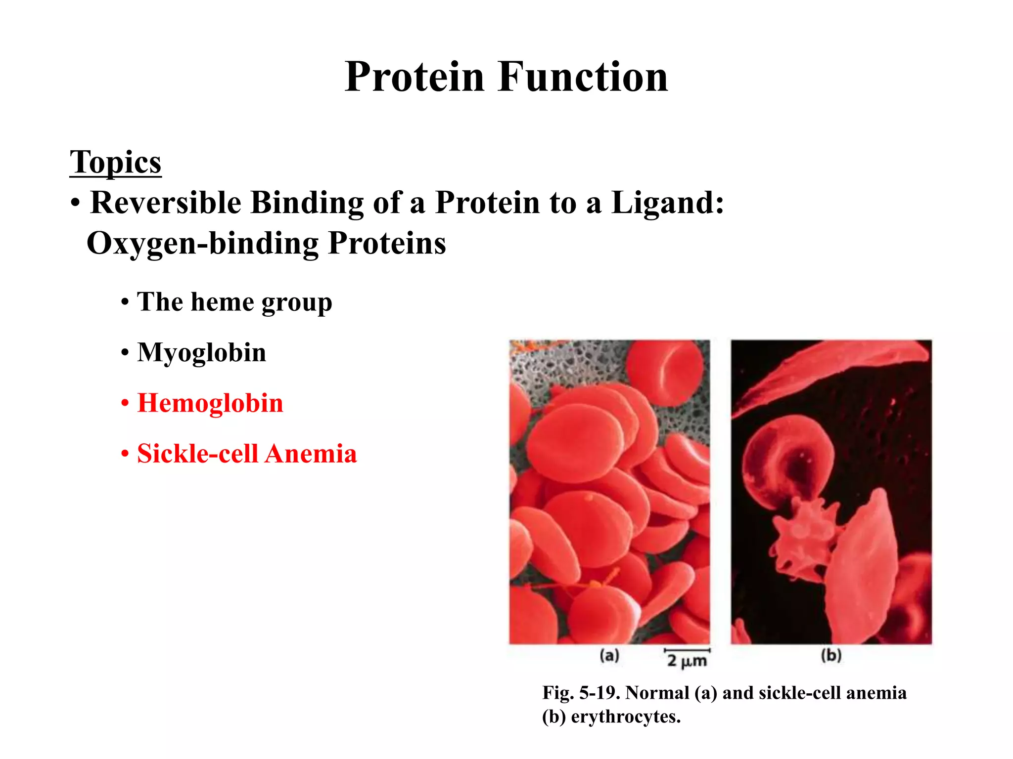 3.Hemoglobin and myoglobin structure and function.ppt