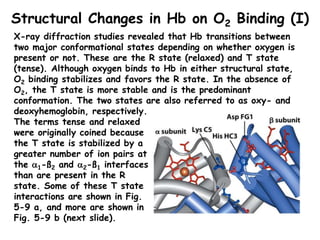 3.Hemoglobin and myoglobin structure and function.ppt