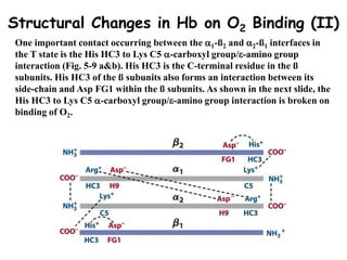 3.Hemoglobin and myoglobin structure and function.ppt