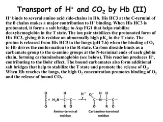 3.Hemoglobin and myoglobin structure and function.ppt
