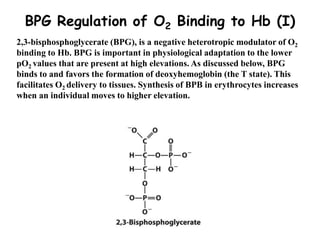 3.Hemoglobin and myoglobin structure and function.ppt