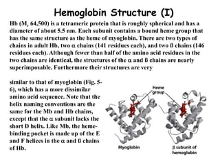 3.Hemoglobin and myoglobin structure and function.ppt