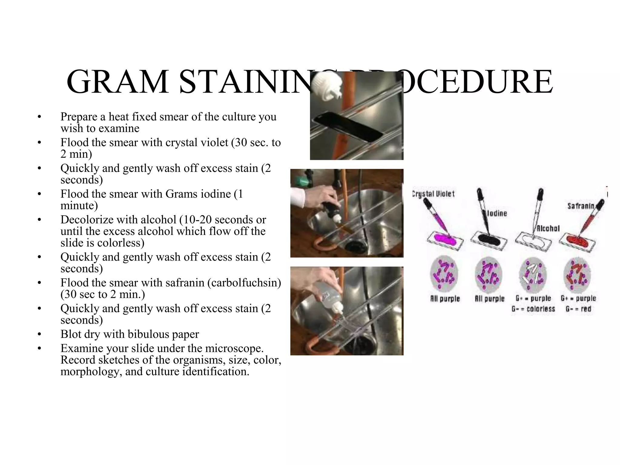 3._gram_staining_01.pptx