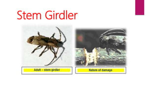 Pest of grapevine. | PPTX