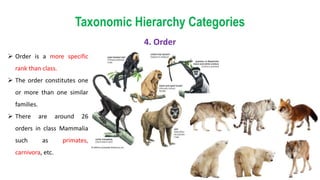 3. Taxonomic Hierarchy.pptx