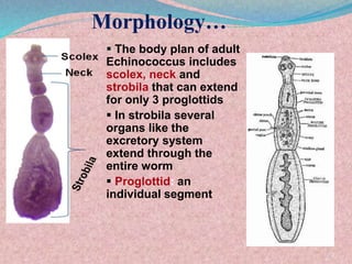 3. Echinococcus sp NTA LEVEL.ppt