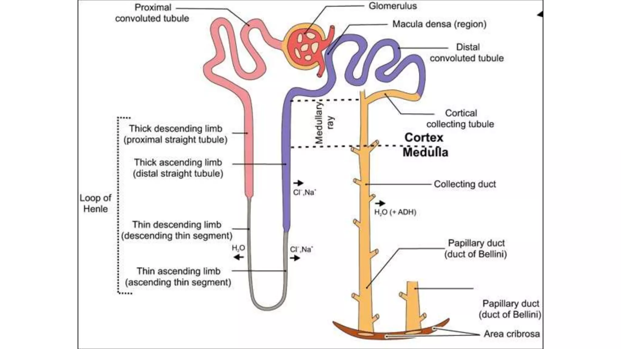 3. physiology of renal tubules(1).ppt