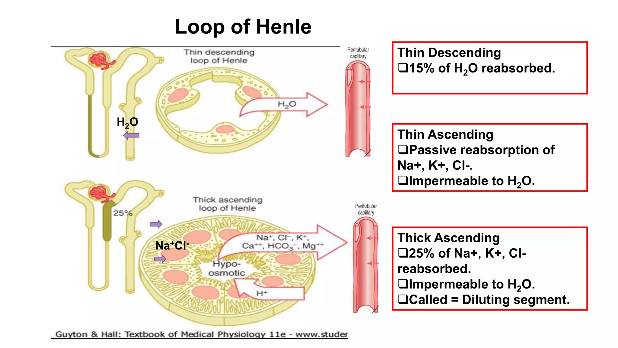 3. physiology of renal tubules(1).ppt