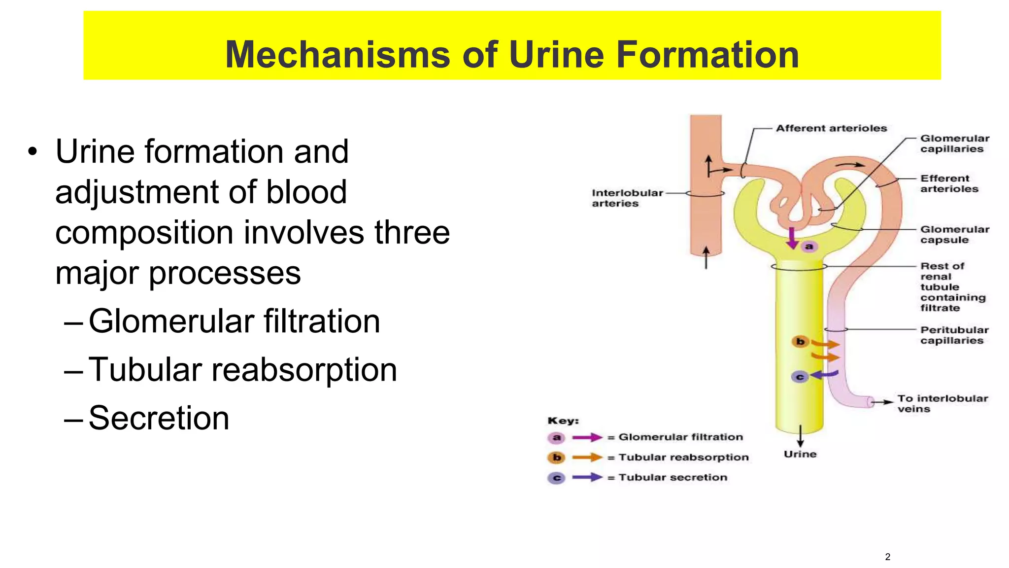 3. physiology of renal tubules(1).ppt