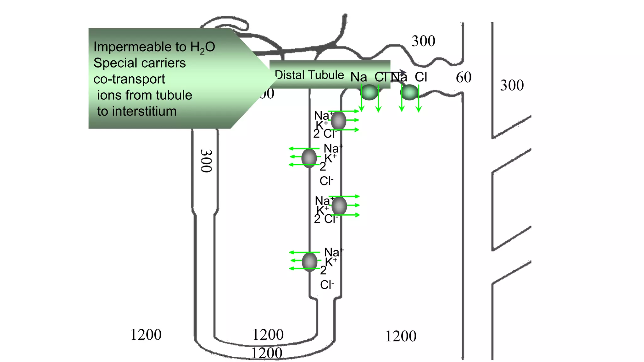 3. physiology of renal tubules(1).ppt