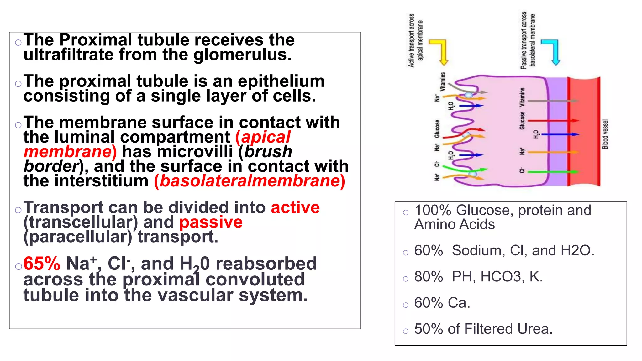 3. physiology of renal tubules(1).ppt